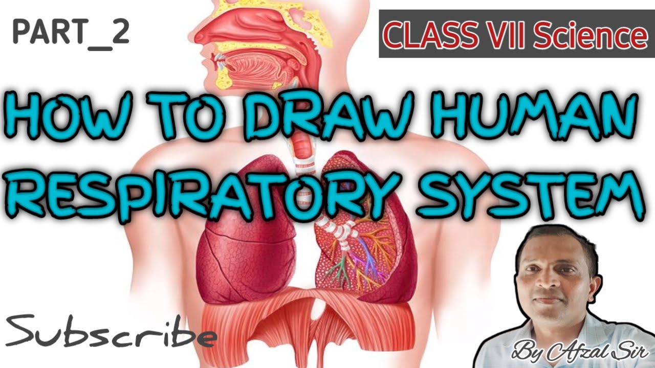 RESPIRATION IN ORGANISMS || HUMAN RESPIRATORY SYSTEM #respiration # ...