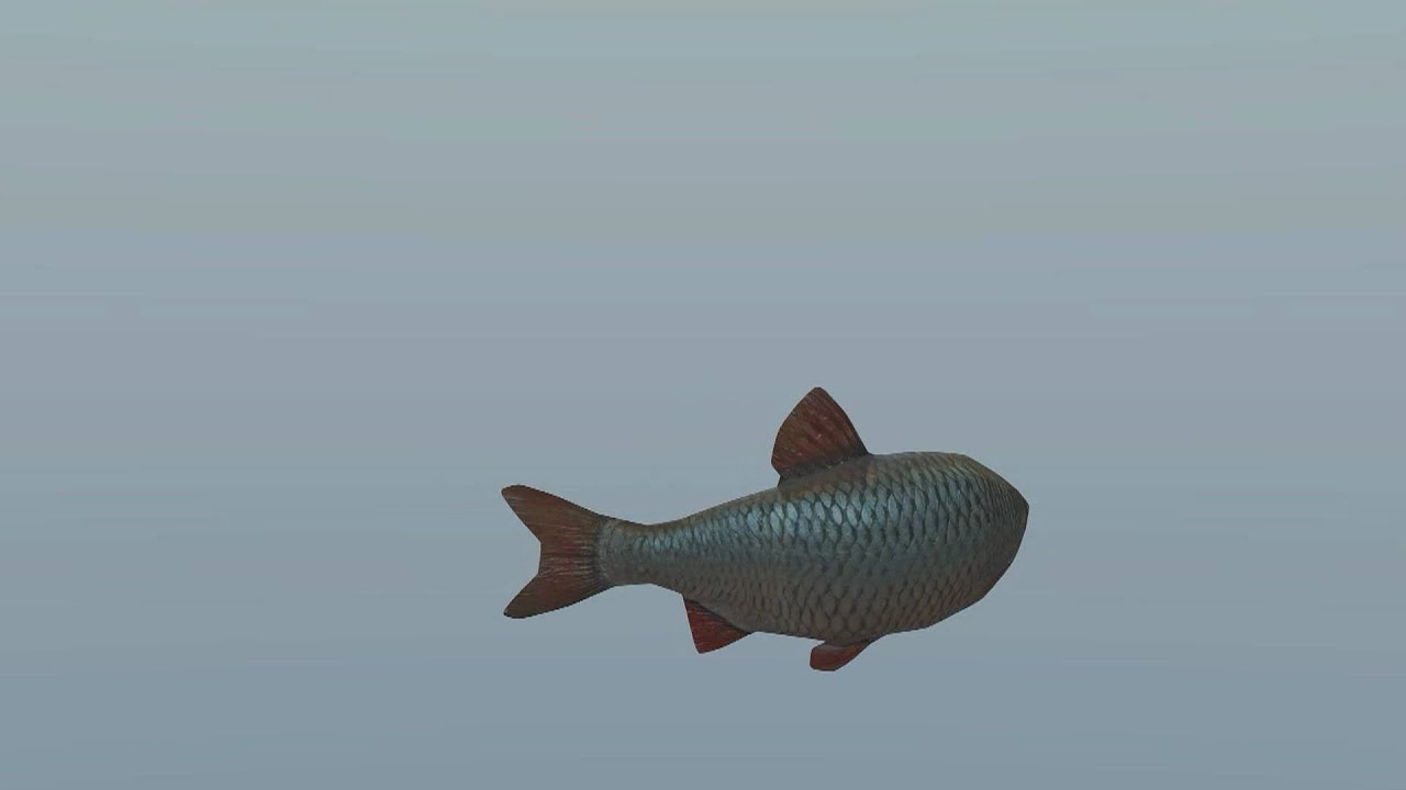 fish 3d blender - YouTube