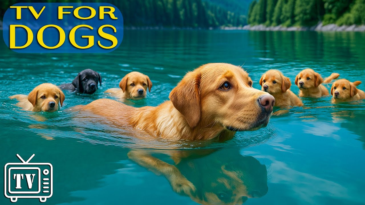 Dog TV for Dogs: Prevent Boredom & Anxiety with Calming Music for Dogs ...