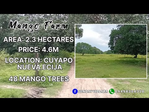 V# 27 N/A | 2.3 HECTARES, MANGO FARM, PRICE 4.6M, LOCATION CUYAPO NUEVA ...