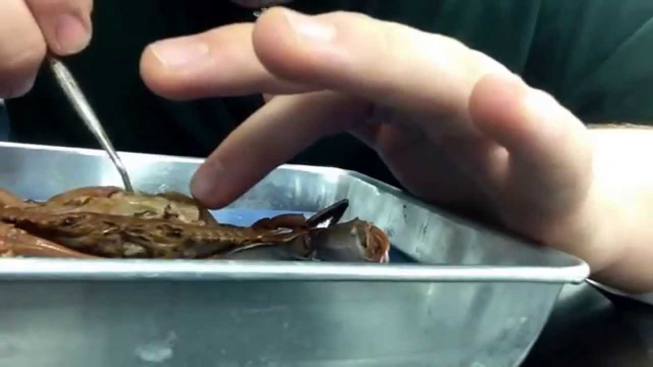Blue Crab Dissection (1-28-2015) - YouTube
