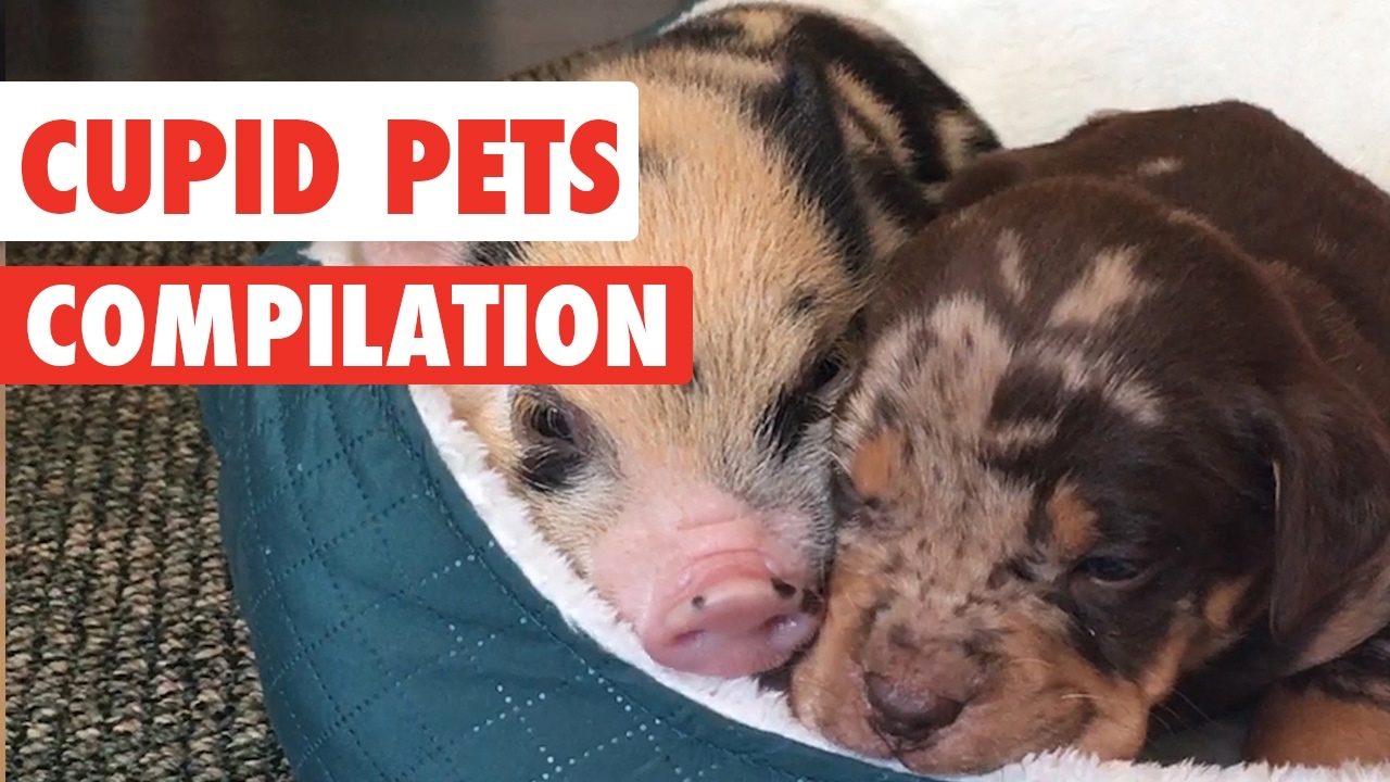Cupid Pets Video Compilation 2017 - YouTube