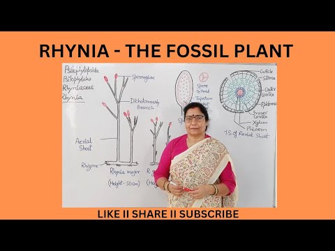 RHYNIA - THE FOSSIL PLANT - YouTube