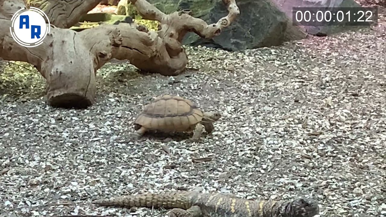 Turtle Walk Cycle, Small Turtle ~ Animation Reference - YouTube