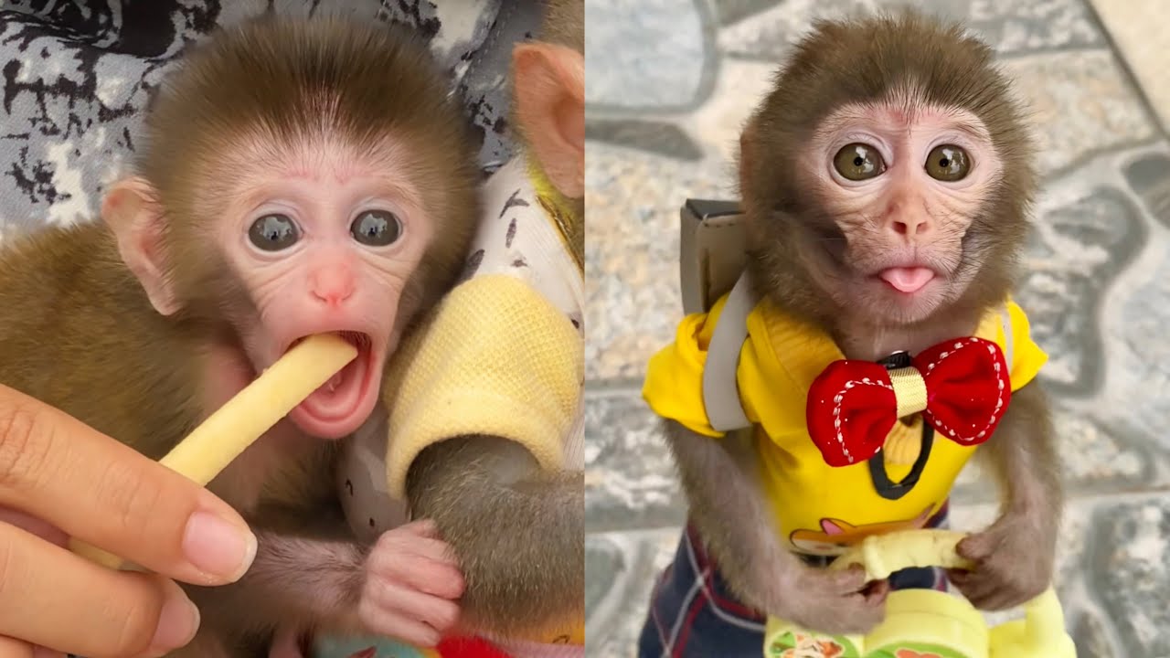 Lovely moments of Pika monkeys and other animal. P109 - YouTube