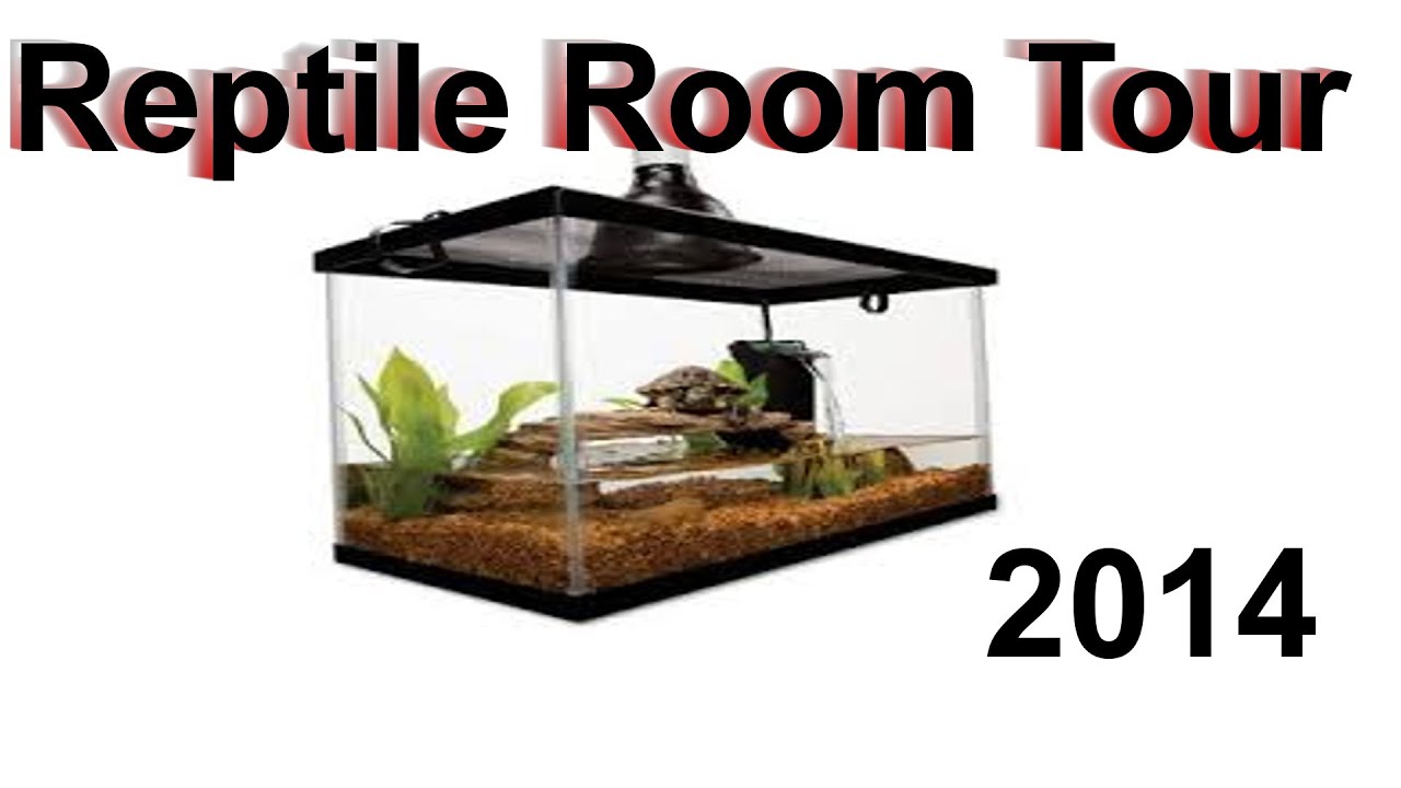 Gecko Guy's Reptile Room Tour - YouTube