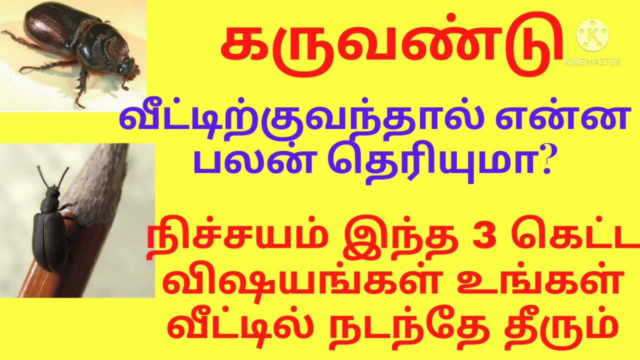 கரு வண்டு வீட்டிற்குள் வந்தால் என்ன பலன் தெரியுமா?/Karu vandu vetirkul ...