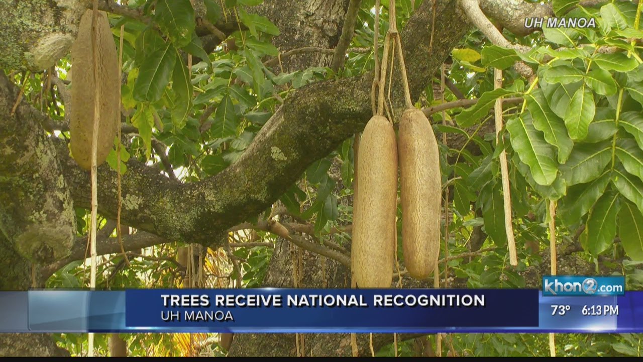 UH trees receive recognition - YouTube