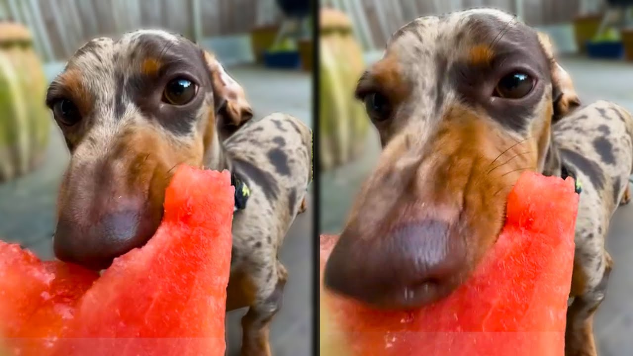 Very Tasty Watermelon | MEMES 44 - YouTube