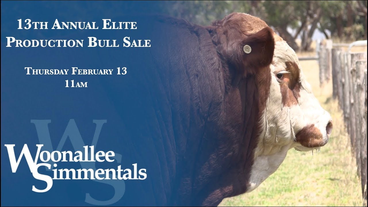 Woonallee Simmentals 13th Annual Elite Production Bull Sale - YouTube