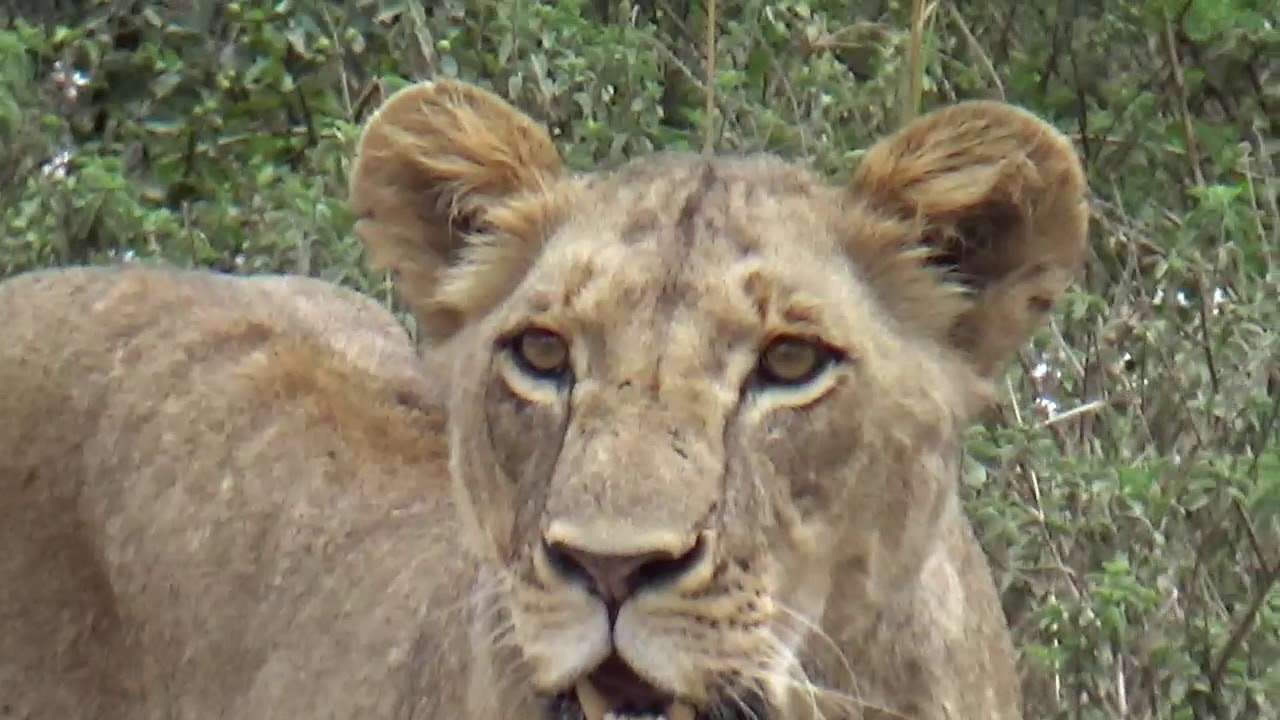 Closer look on lioness claws and whiskers - YouTube