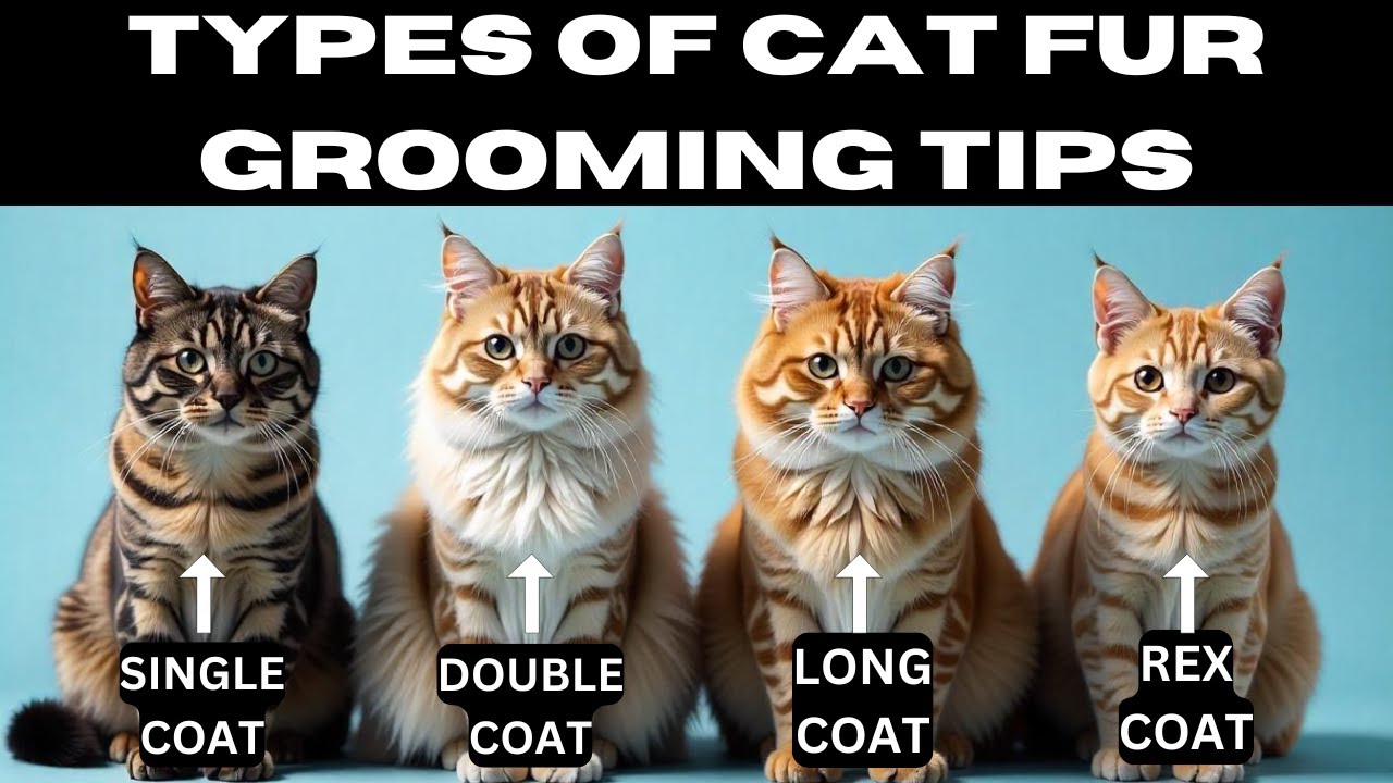 Cat Fur types 101: Essential Grooming Hacks for Healthy, Shiny Coats ...