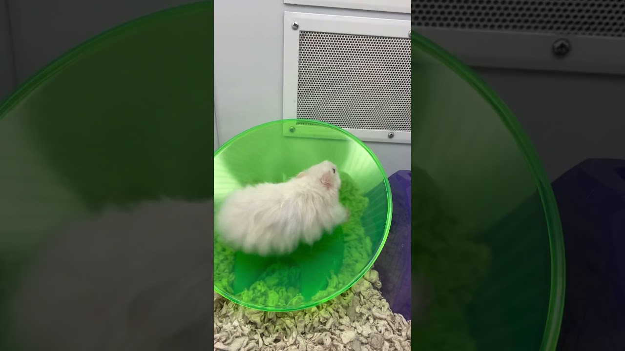 You Spin Me Round YouTube you-spin-me-round-youtube