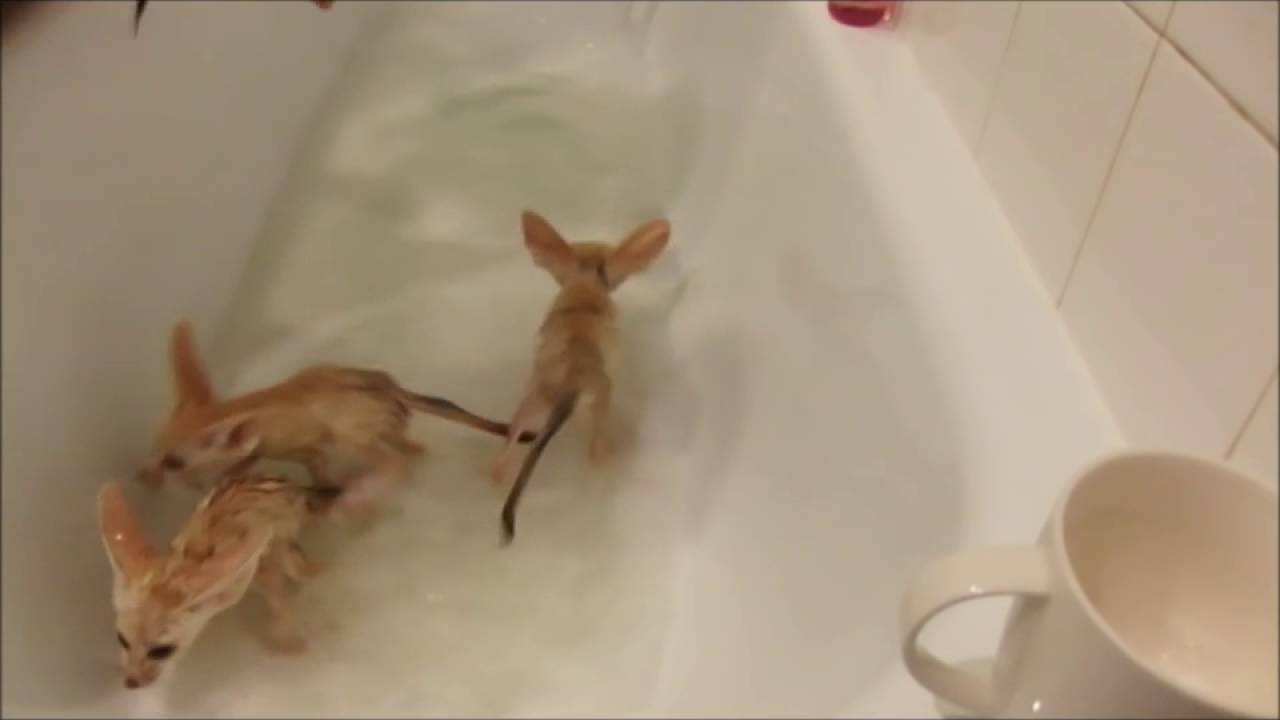 Fennec fox babies take a bubble bath - YouTube