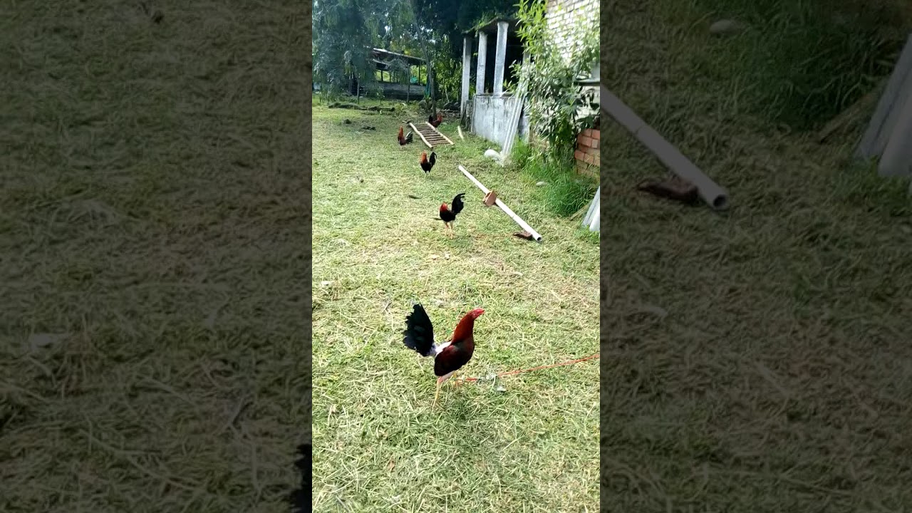 Sol para los gallos del criadero el rifle Colombia - YouTube