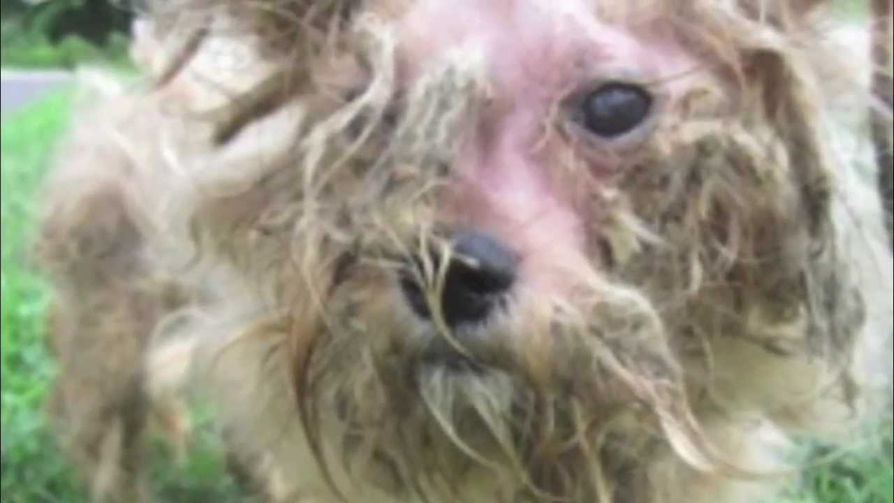 Izzy: From Ragged to Richly Loved - YouTube