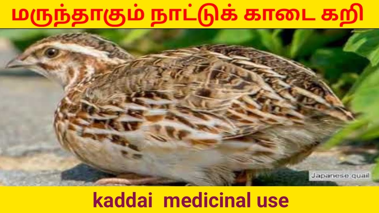 Common quail/நாட்டுக் காடை கறியின் மருத்துவ குணங்கள்/kaadai medicinal ...