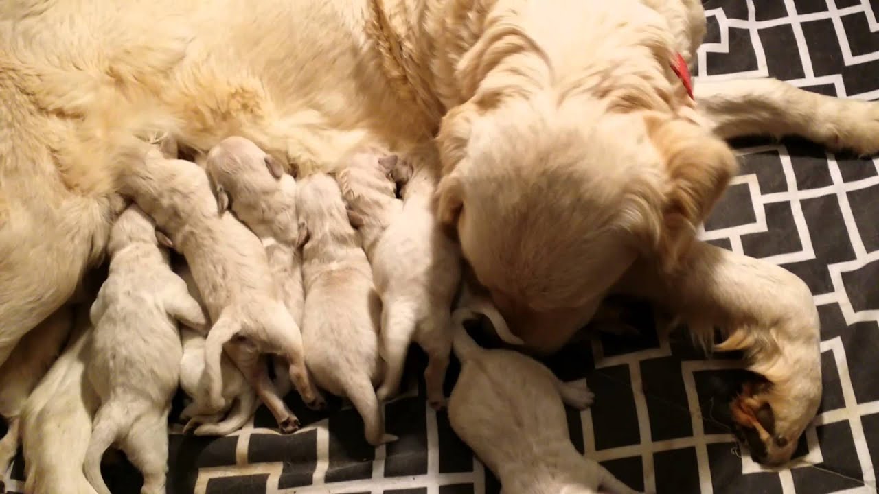 Shasta's puppies - YouTube