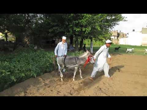 Desi Mahol Karnal Sher Kaley (Swabi).
