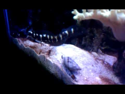 Pink spot goby fighting - YouTube