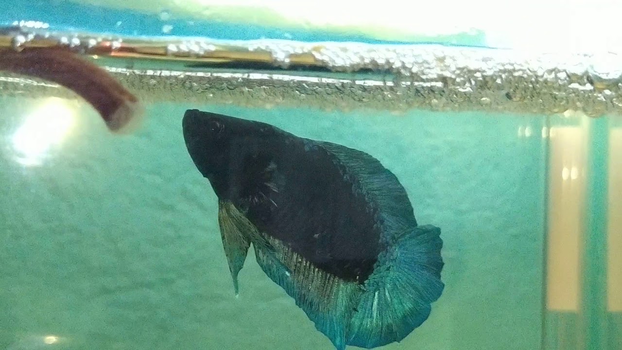 REPRODUCCION DE BETTAS, GREEN BLACK DTPK X HMPK SUPER BLACK (3ERA Parte ...