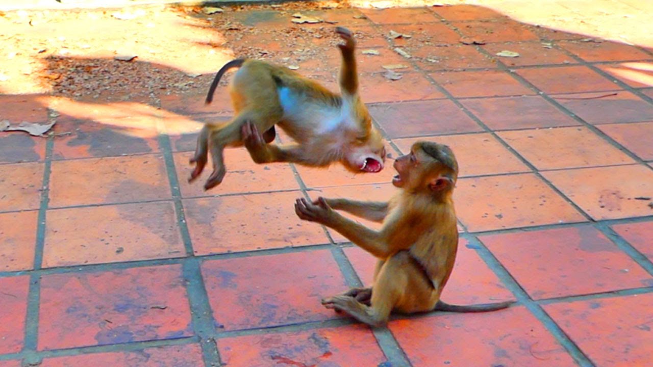 Top 1...My idol monkey SARO always best in this clip that protect his ...