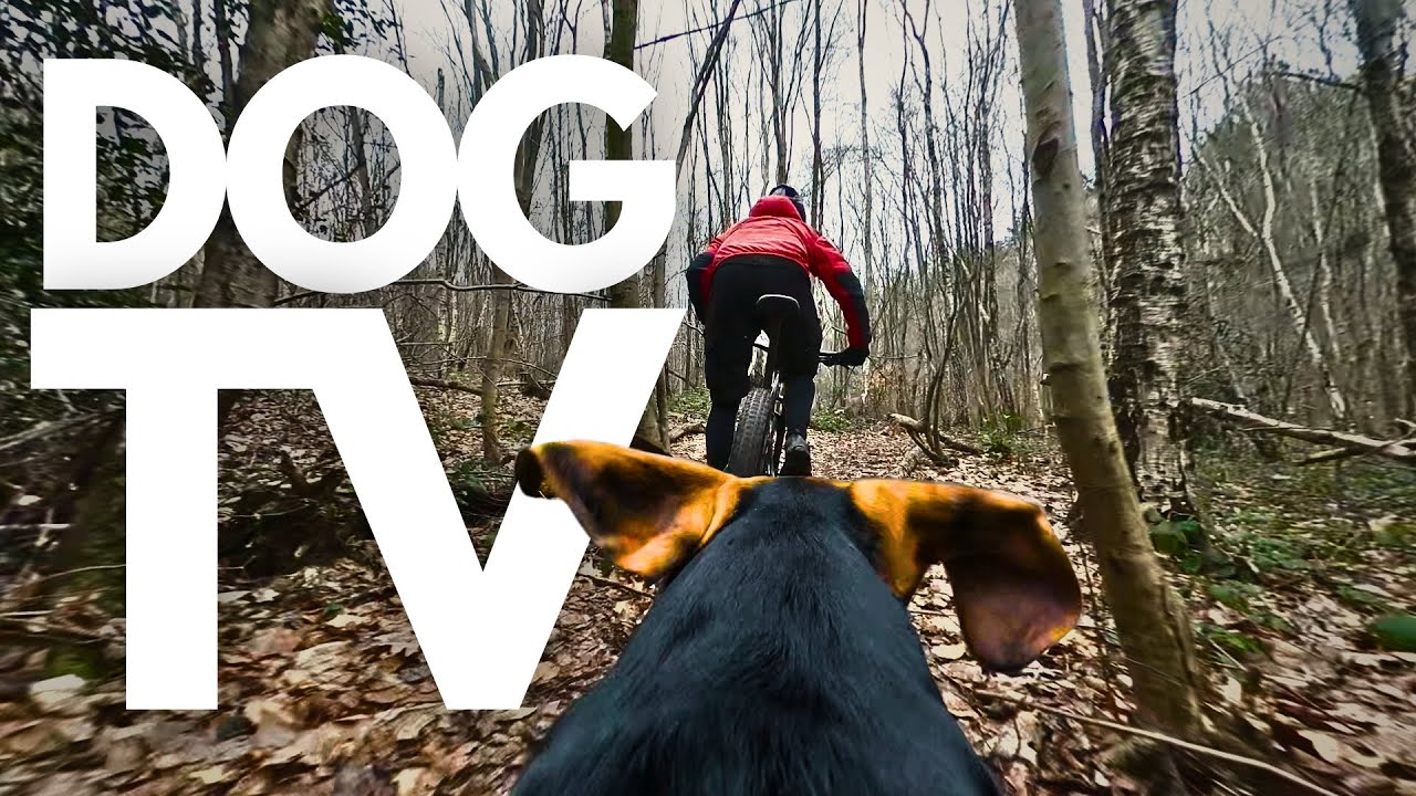 GoPro DogTV | Your Dog's 4hr Calming Virtual Forest Expedition on Two Wheels! 🚲🌲 - YouTube
