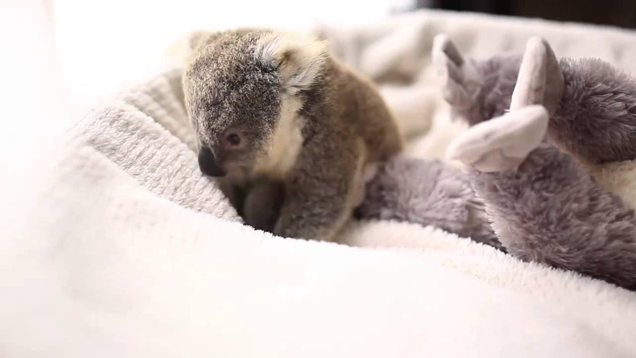 Cutest Koala Baby Video You Will EVER See! - YouTube
