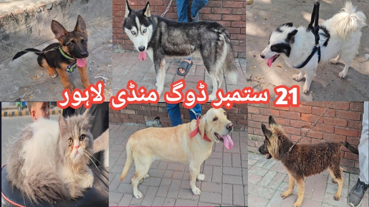 21 September Dog Mandi Lahore | Sunday Tollinton Market Lahore | Sasty ...