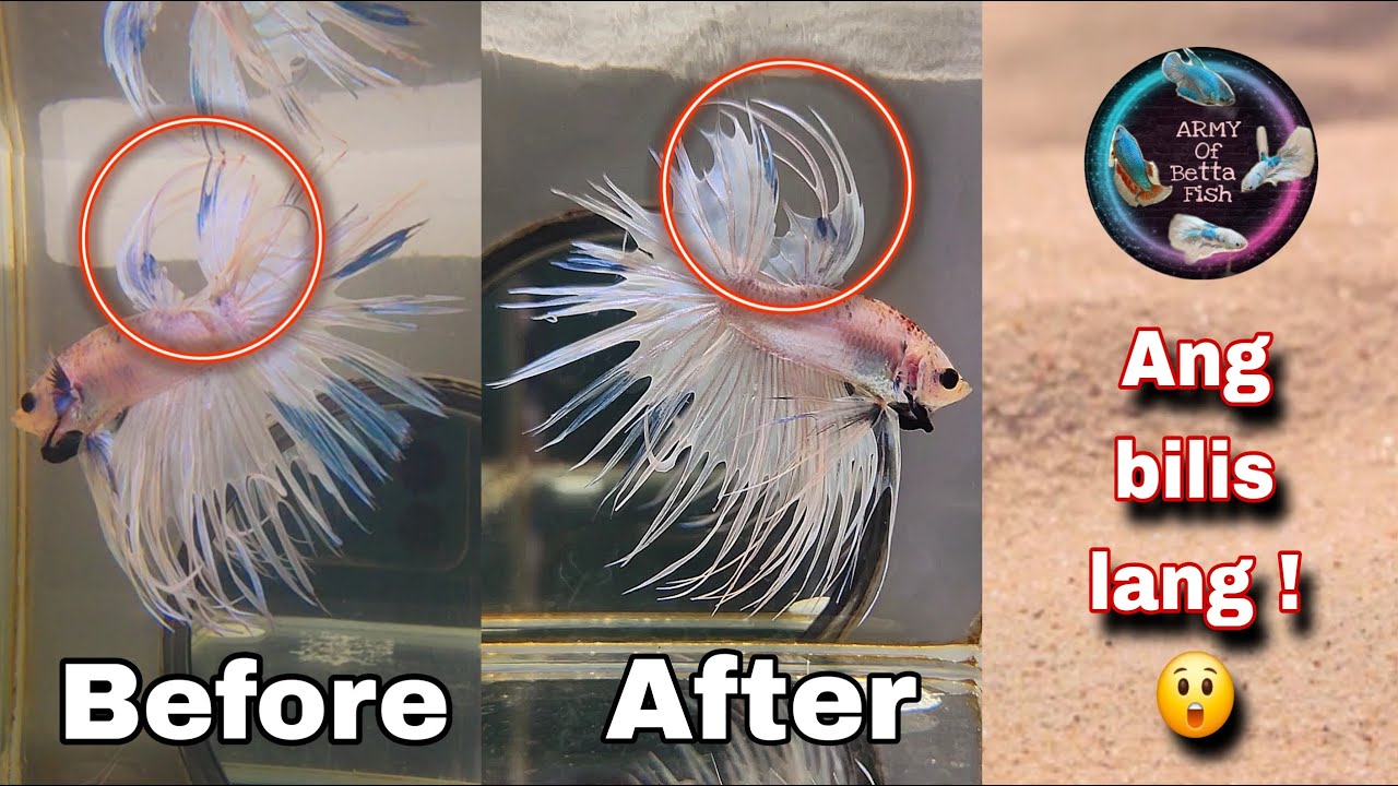 Gaano kabilis nag regain ng fins ang aking betta fish ? Grabe sobrang ...