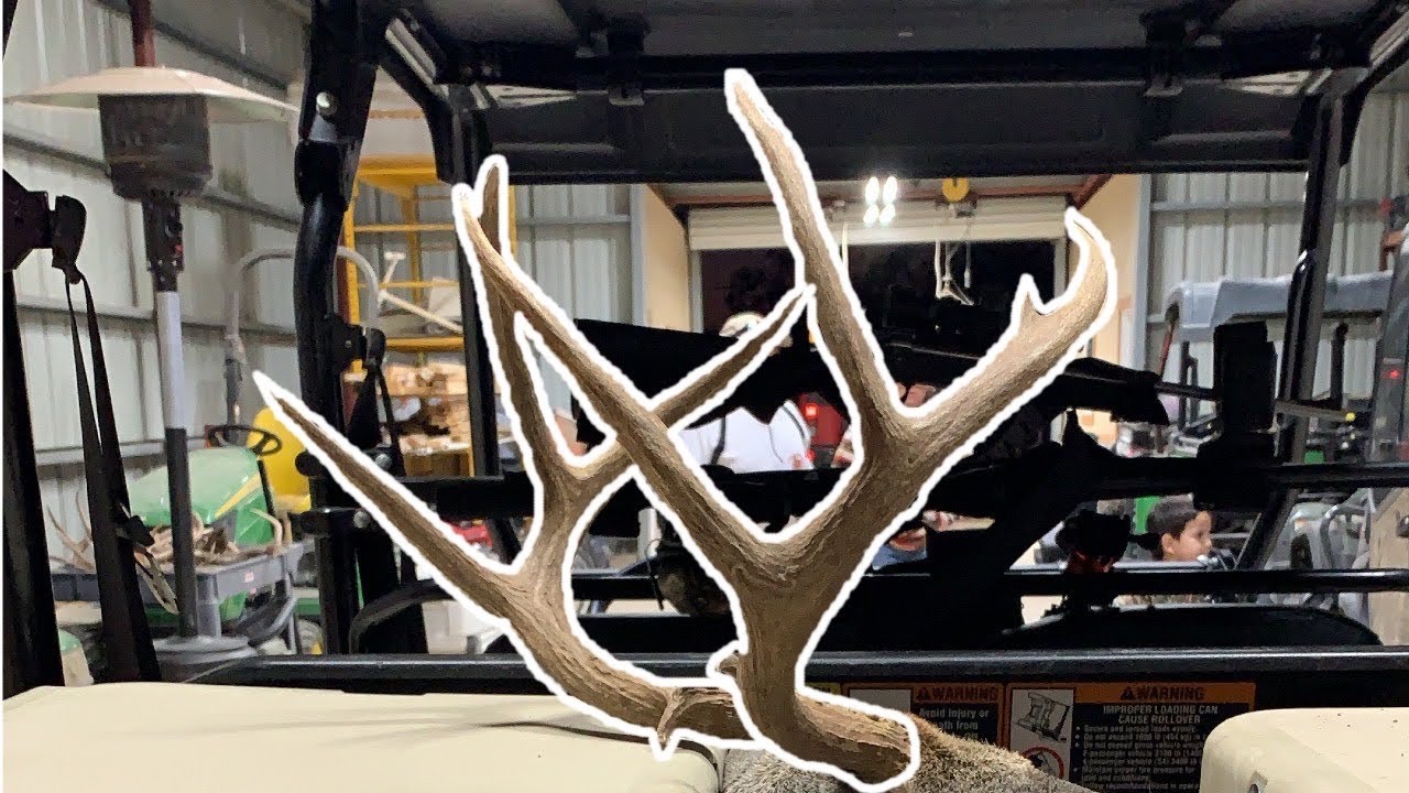 STUD BUCK Down In South TX! Native Genetics - YouTube