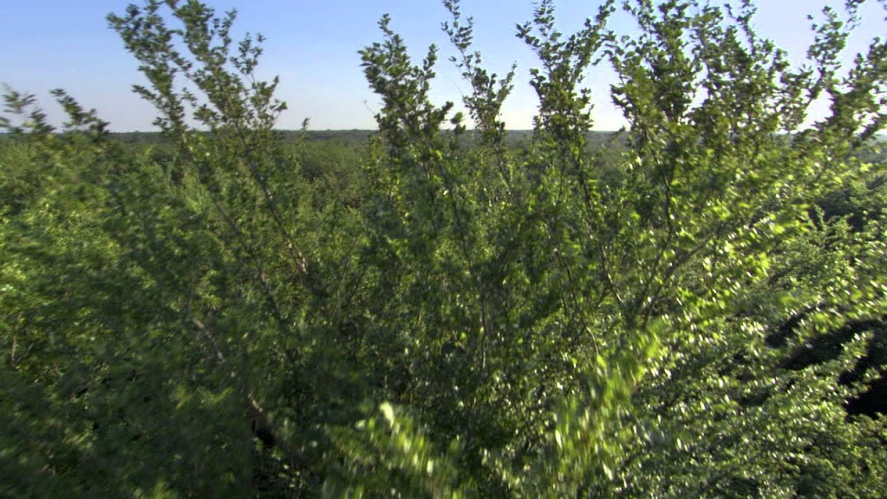 Planet Earth Seasonal Forests YouTube planet-earth-seasonal-forests-youtube