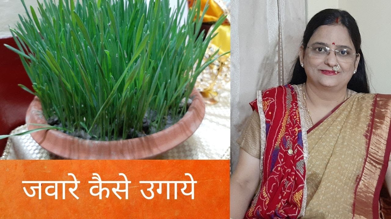 Navratri me Jaware kaise lagaye | Wheatgrass - YouTube