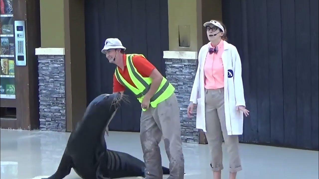 Seaworld San Antonio Sea Lion And Otter Spotlight 2023 Youtube