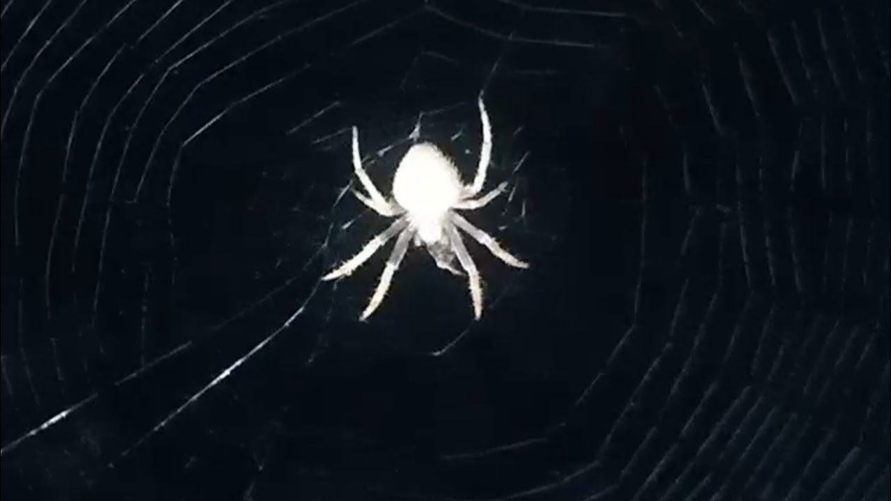 GAGAMBANG ORANGE#gagambafight#spider#gagamba#ma'am Liza channel - YouTube