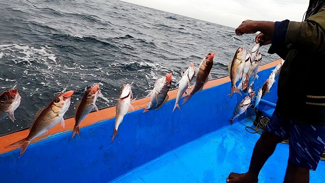 ROSY SNAPPER FISH CATCHING IN THE DEEP SEA - YouTube
