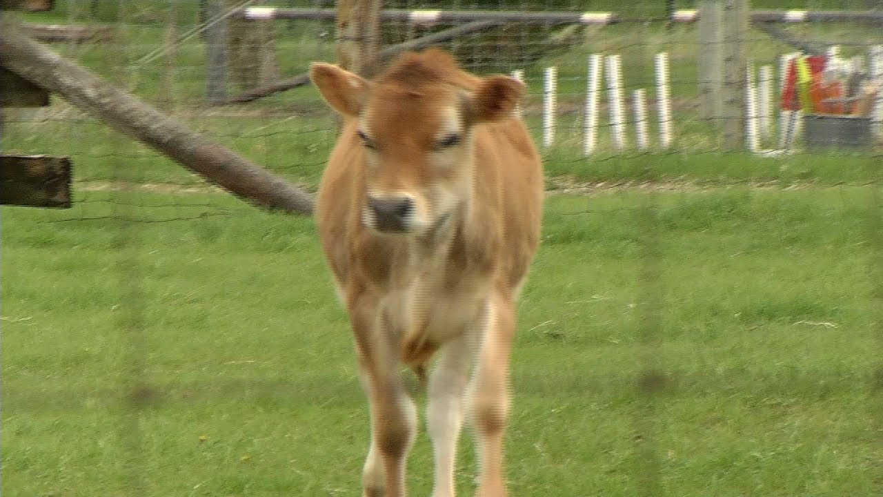 Eidem Farm Cow Has a Name - YouTube