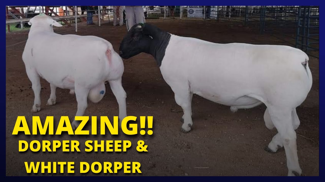 🔵 Dorper sheep & White Dorper ( Origin Africa ) Darryn Van Zyl - YouTube