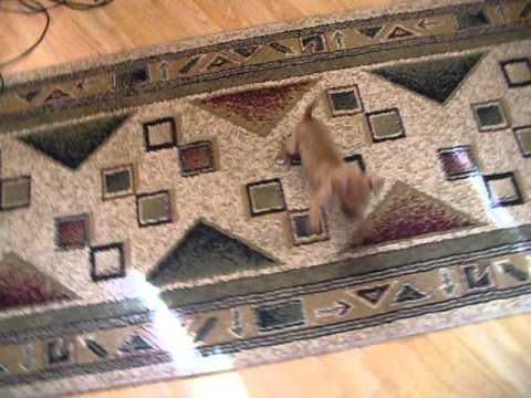 cel mai frumos catel - YouTube