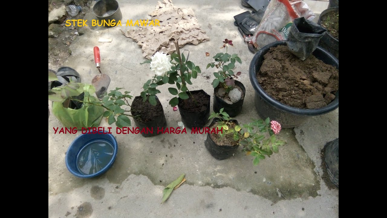 BELAJAR STEK BUNGA MAWAR - YouTube