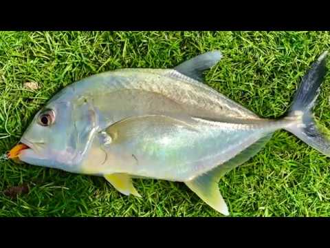 Double 1st Strikes Spinning & Bait Casting Okuma Menpachi Rods! - YouTube