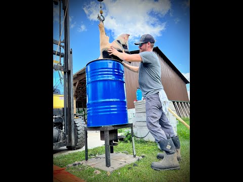 Butchering Berkshire pigs on the homestead | dispatching scalding & scraping pigs