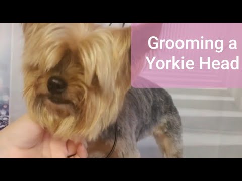 Grooming a Yorkie Head - YouTube
