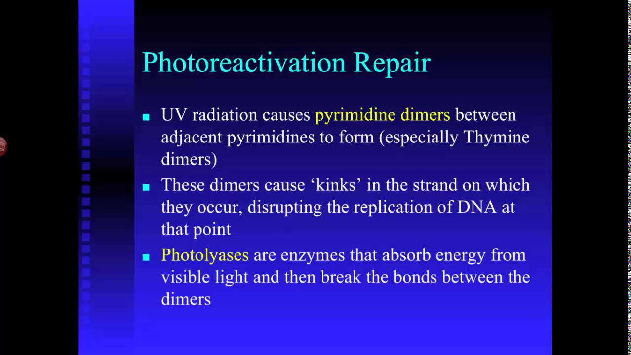DNA Repair - YouTube