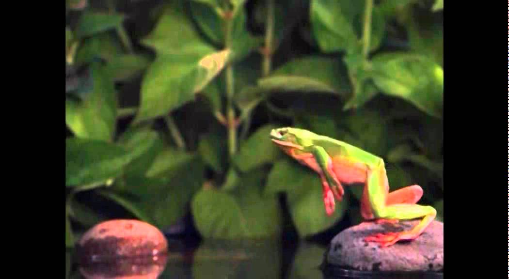 sapo saltando edo - YouTube