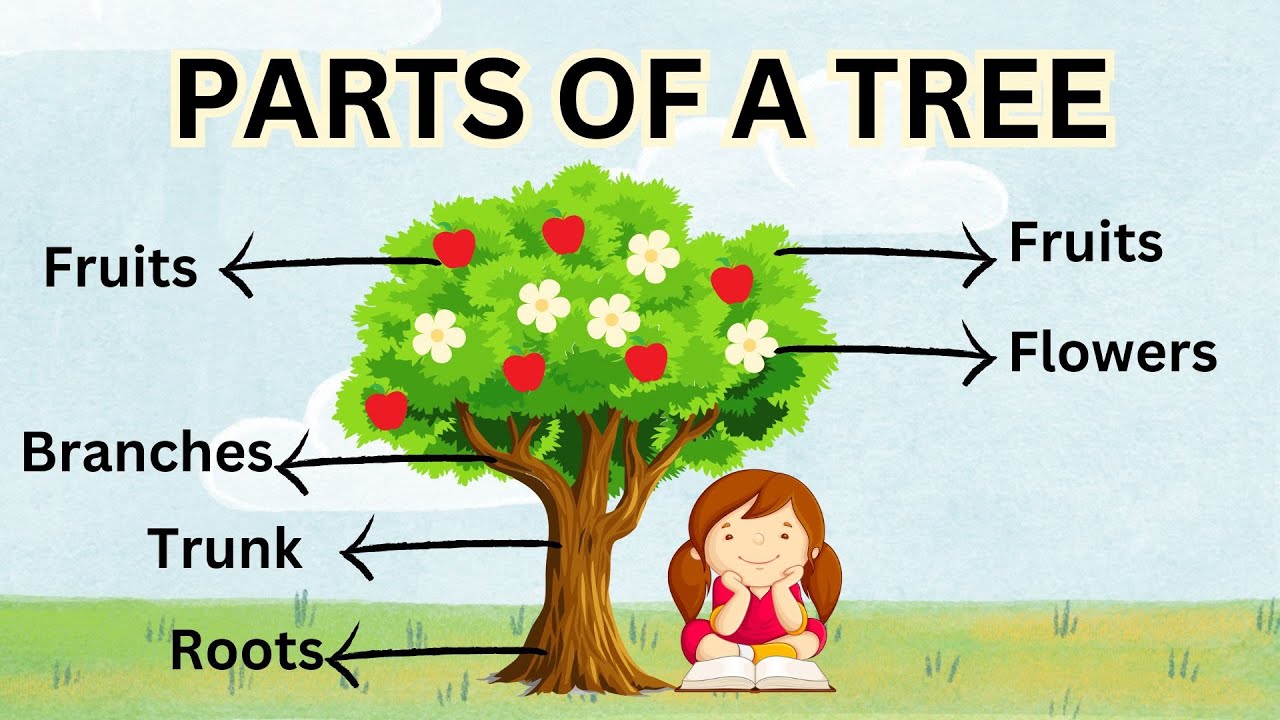 PARTS OF A TREE - YouTube