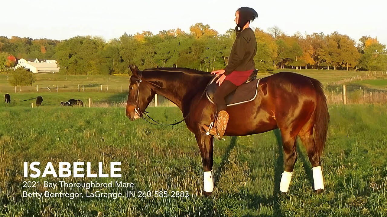 SOLD Isabelle, 2021 Unraced Thoroughbred Mare | Endurance, Hunter ...