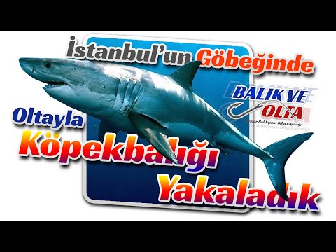 İstanbul'un Göbeğinde Oltayla Köpekbalığı Avı (Megalodon Torunu)