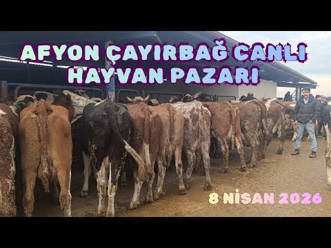 AFYON ÇAYIRBAĞ CANLI HAYVAN PAZARI 8 NİSAN 2026 