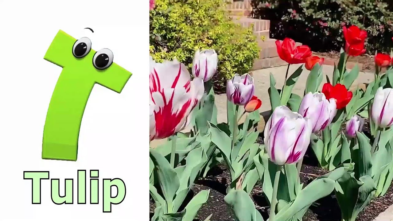 Flowers ABC Song | Flowers Alphabet Song | Phonics for Kids | Alphabet ...